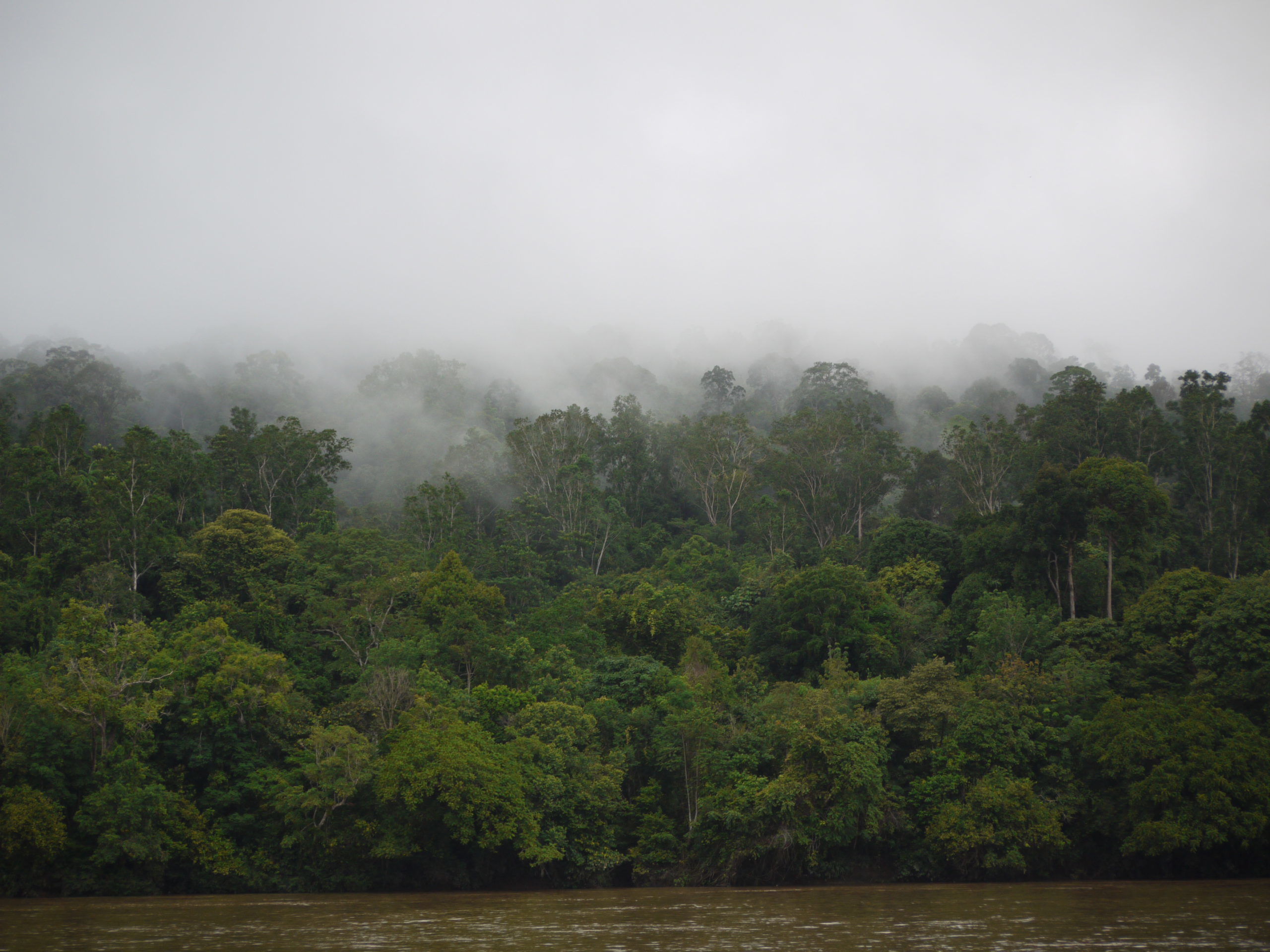 Environmental context - Kalaweit