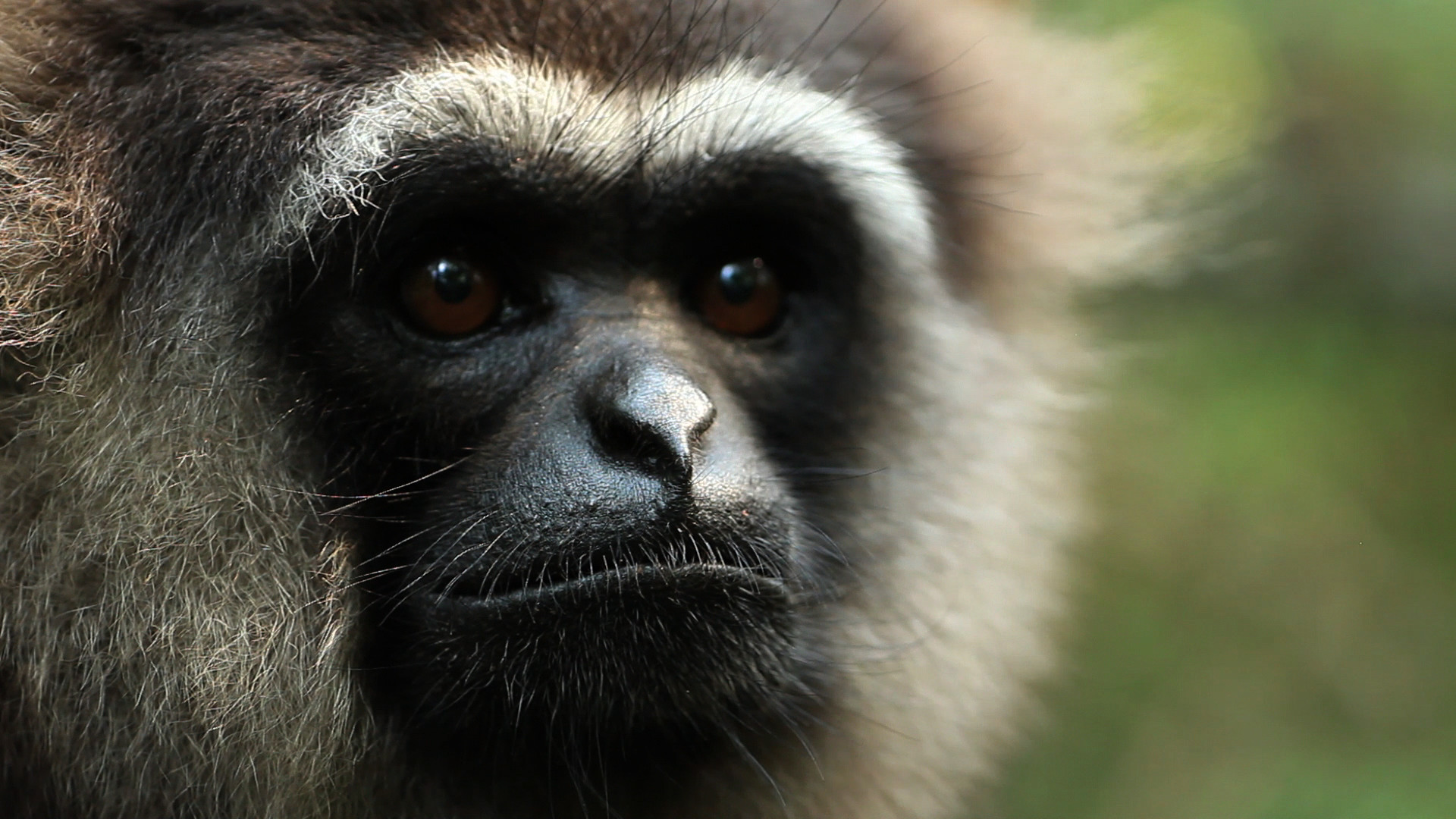 Gibbons parrainés - Kalaweit